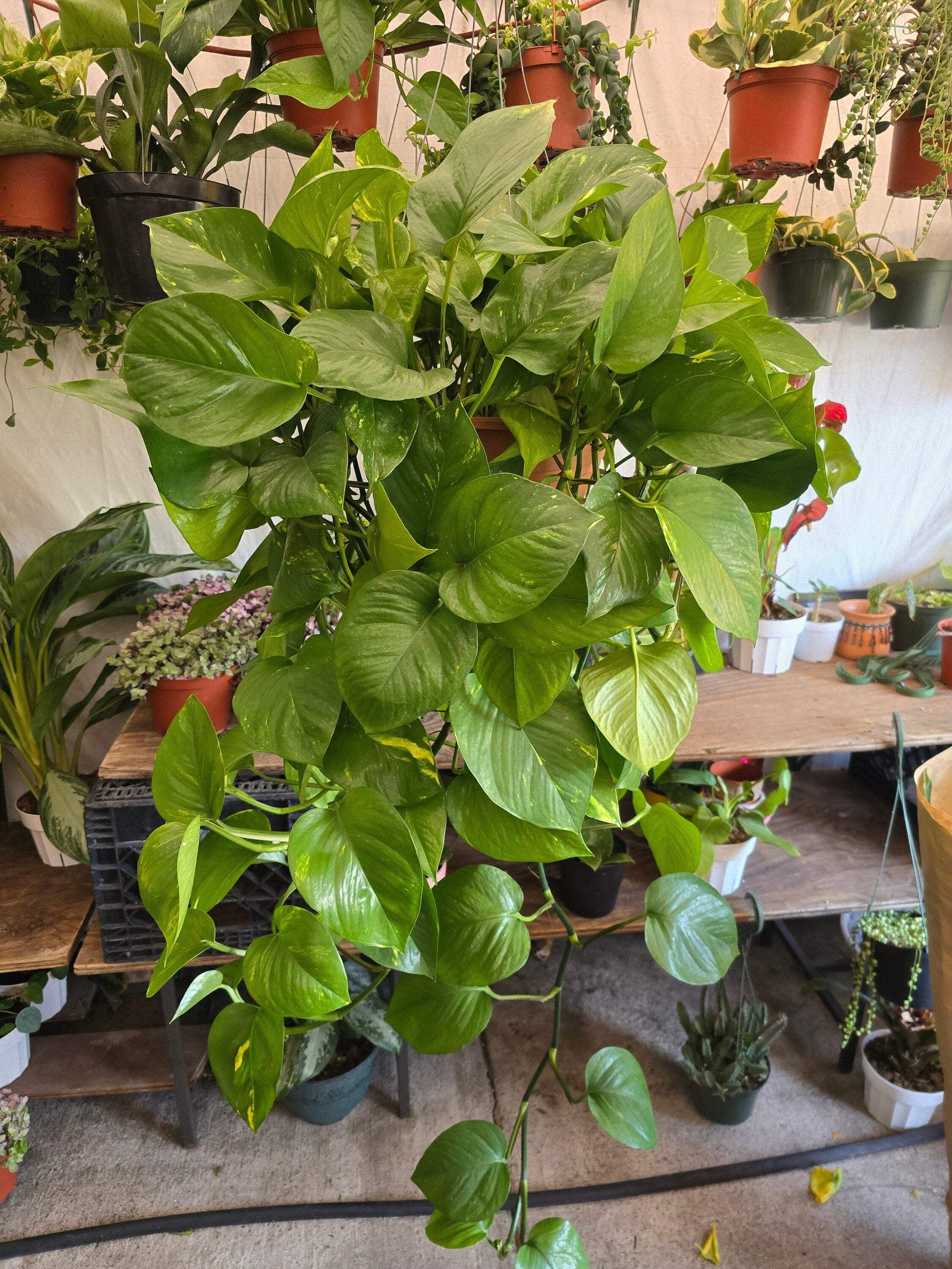 8 inch Pot- XL Golden Pothos hanging plant Elegant Air Purifier Big ...
