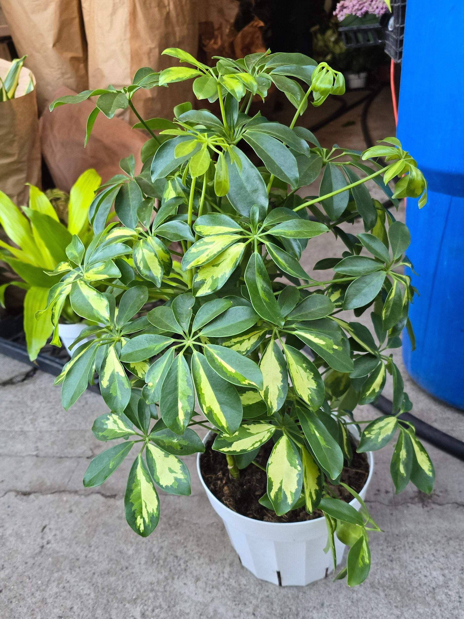 8 inch pot 25-30" ish tall -Schefflera Arboricola 'Gold Capella', air ...
