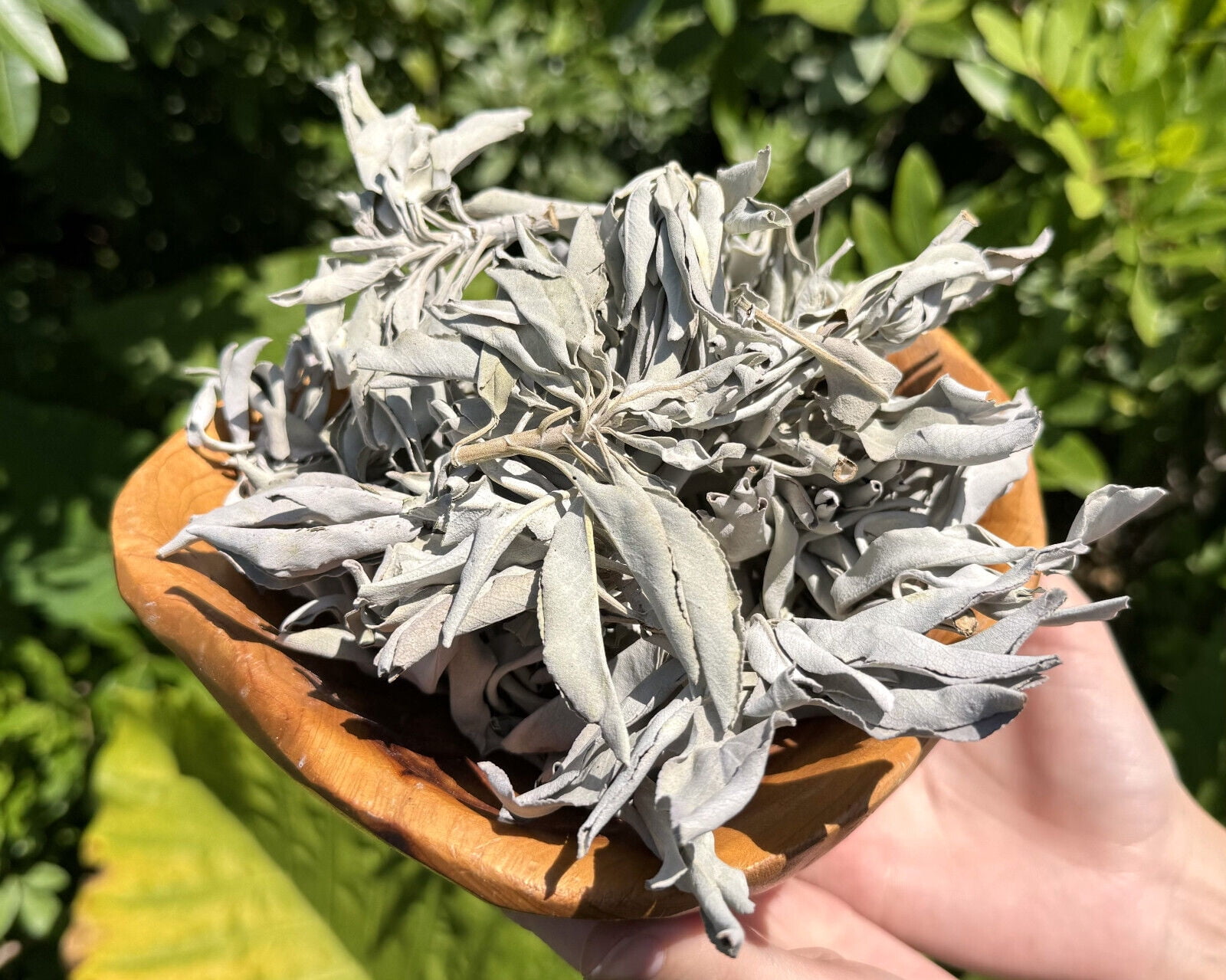 8 oz Loose White Sage Smudge Leaves & Clusters (Cleansing Smudging ...