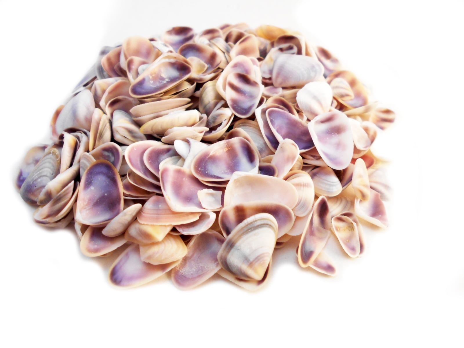 8 oz Sampler (about 2 Cups) Small Blue White Purple Coquina Shells ...