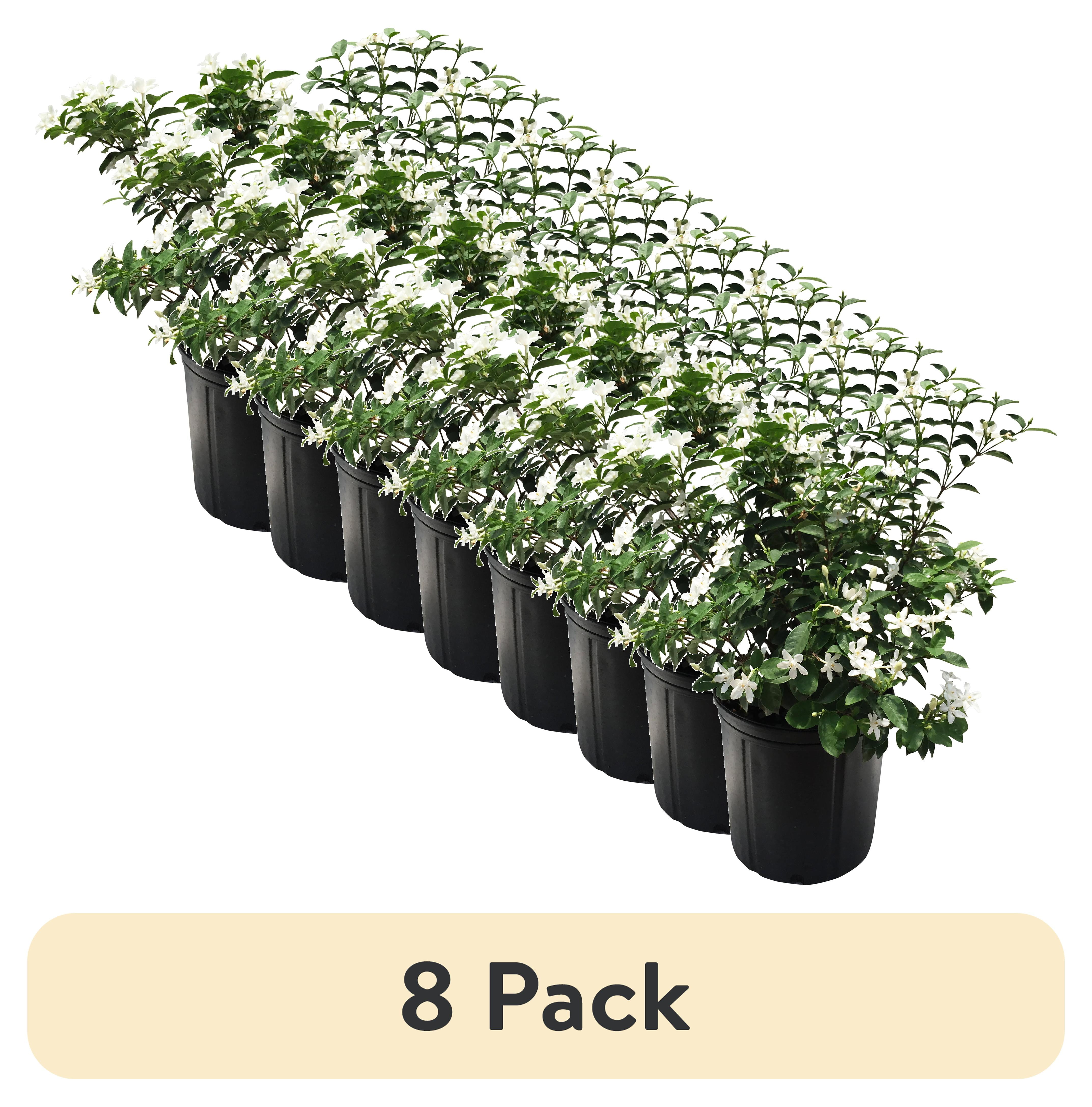 (8 pack) Nature's Way Farms Under The Florida Sun 2G Jasmine Asian Snow ...
