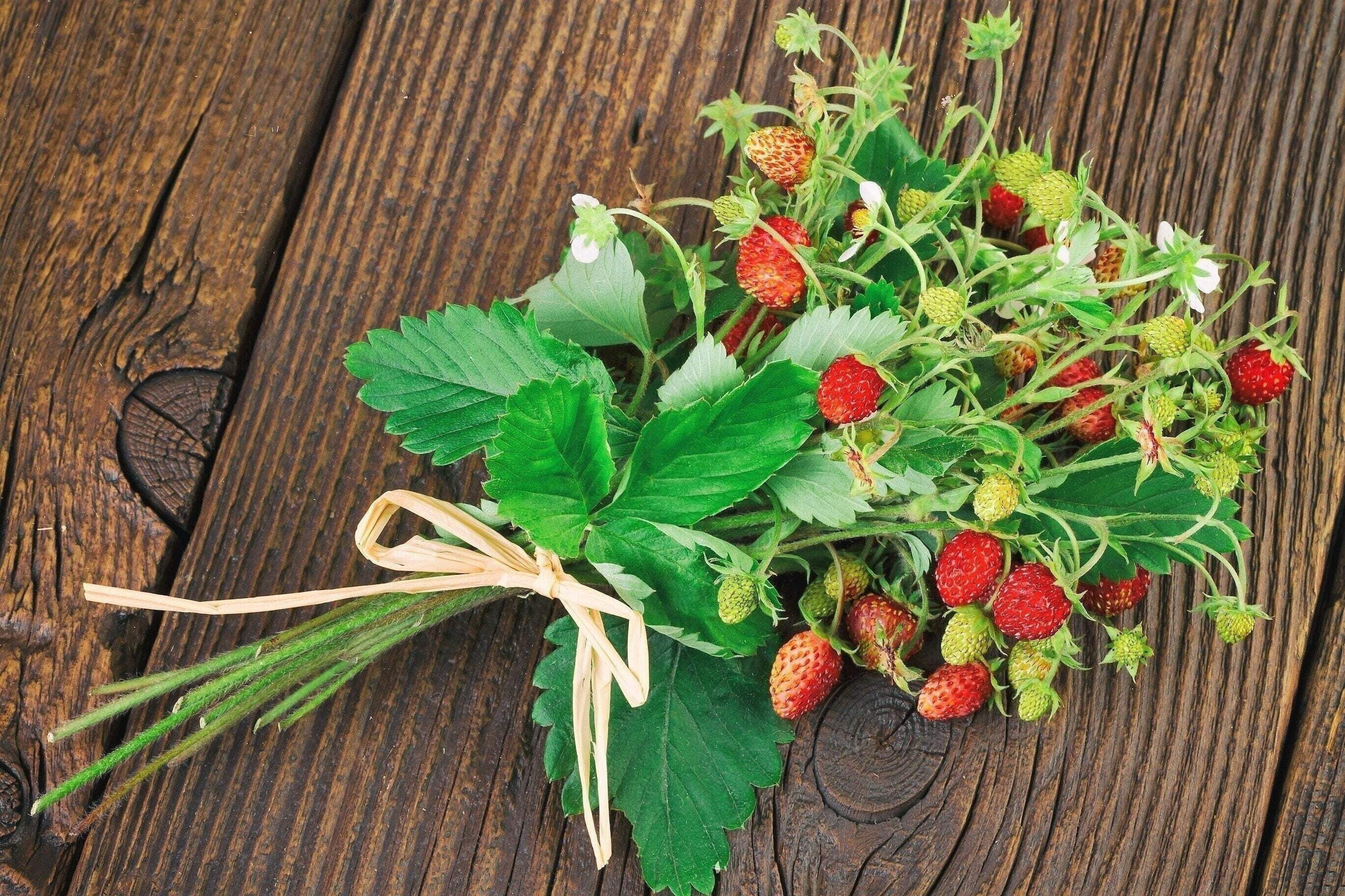 80 Seeds California WOODLAND STRAWBERRY Fragaria Vesca Bracteata ...
