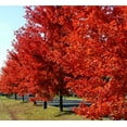 80 Red Maple Tree Seeds ,Rubrum Plant Seeds, Fresh 2025 - Walmart.com