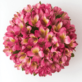 80 Stems of Super Select Hot Pink Alstroemerias- Beautiful Fresh Cut ...