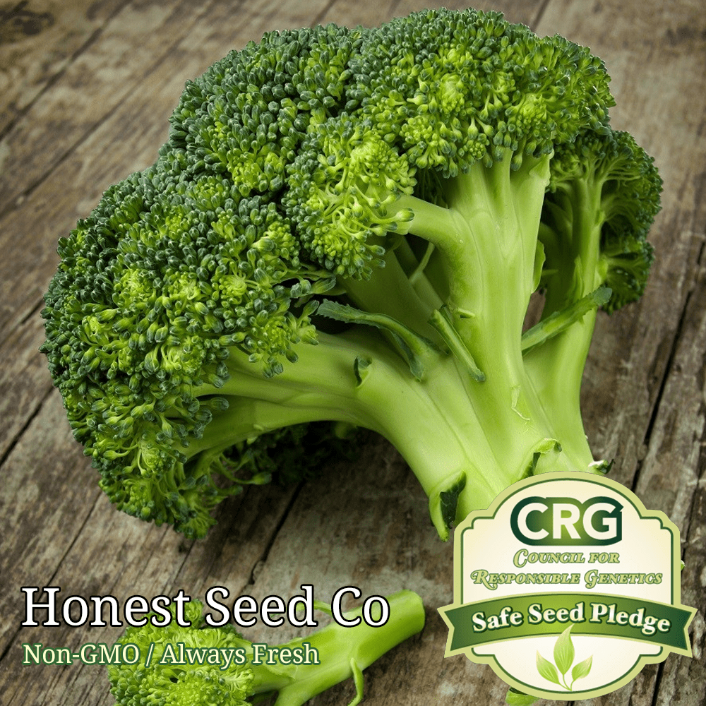800+ Broccoli Seeds | Non-GMO | Heirloom | Fresh Garden Seeds - Walmart.com
