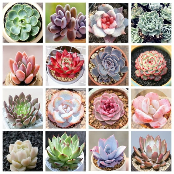 800+ Mix Succulent Seeds Rare Perennial MVR1 DIY Bonsai Ornamental ...