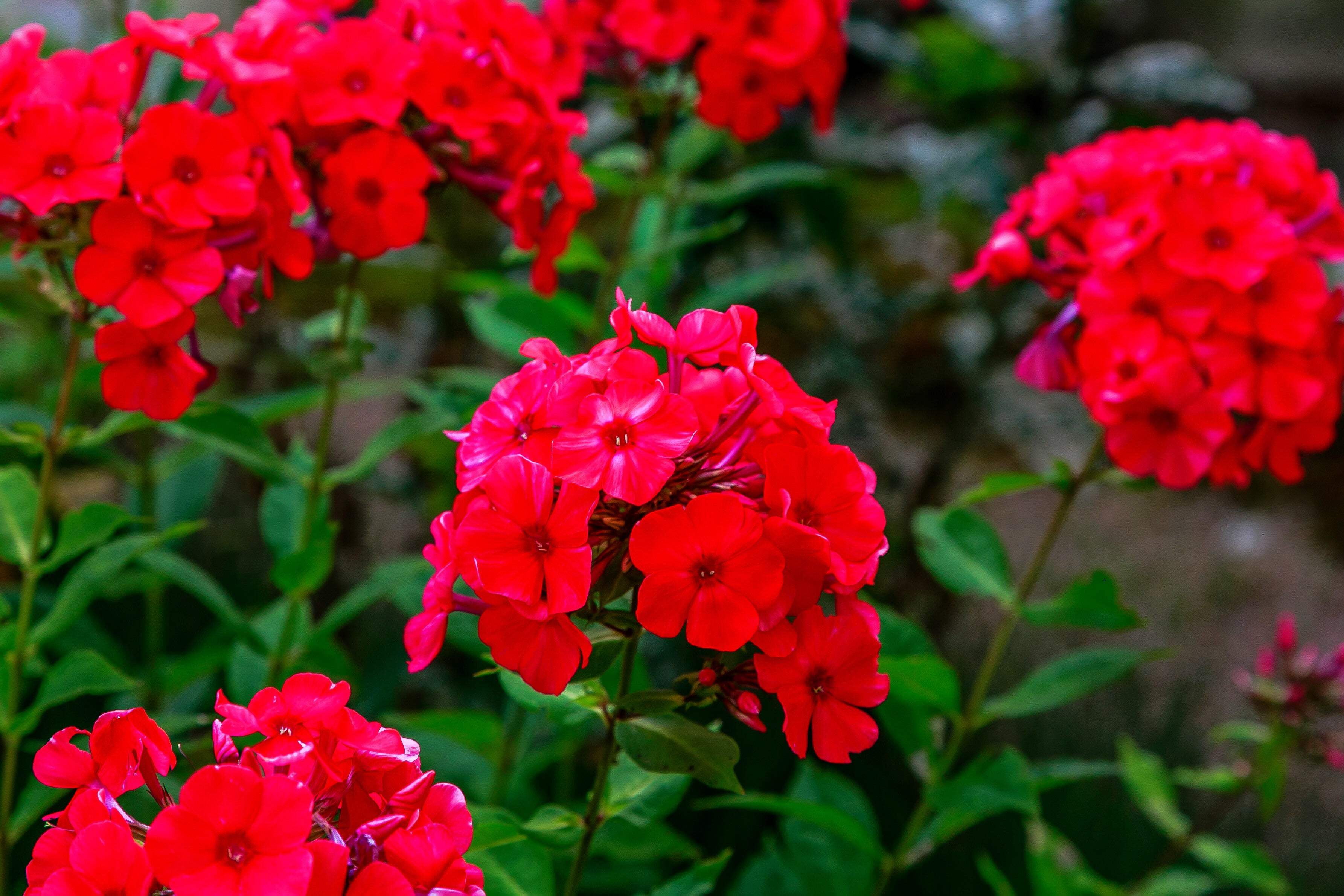 800 RED DRUMMOND PHLOX (Texas Pride) Phlox Drummondii Flower Seeds ...
