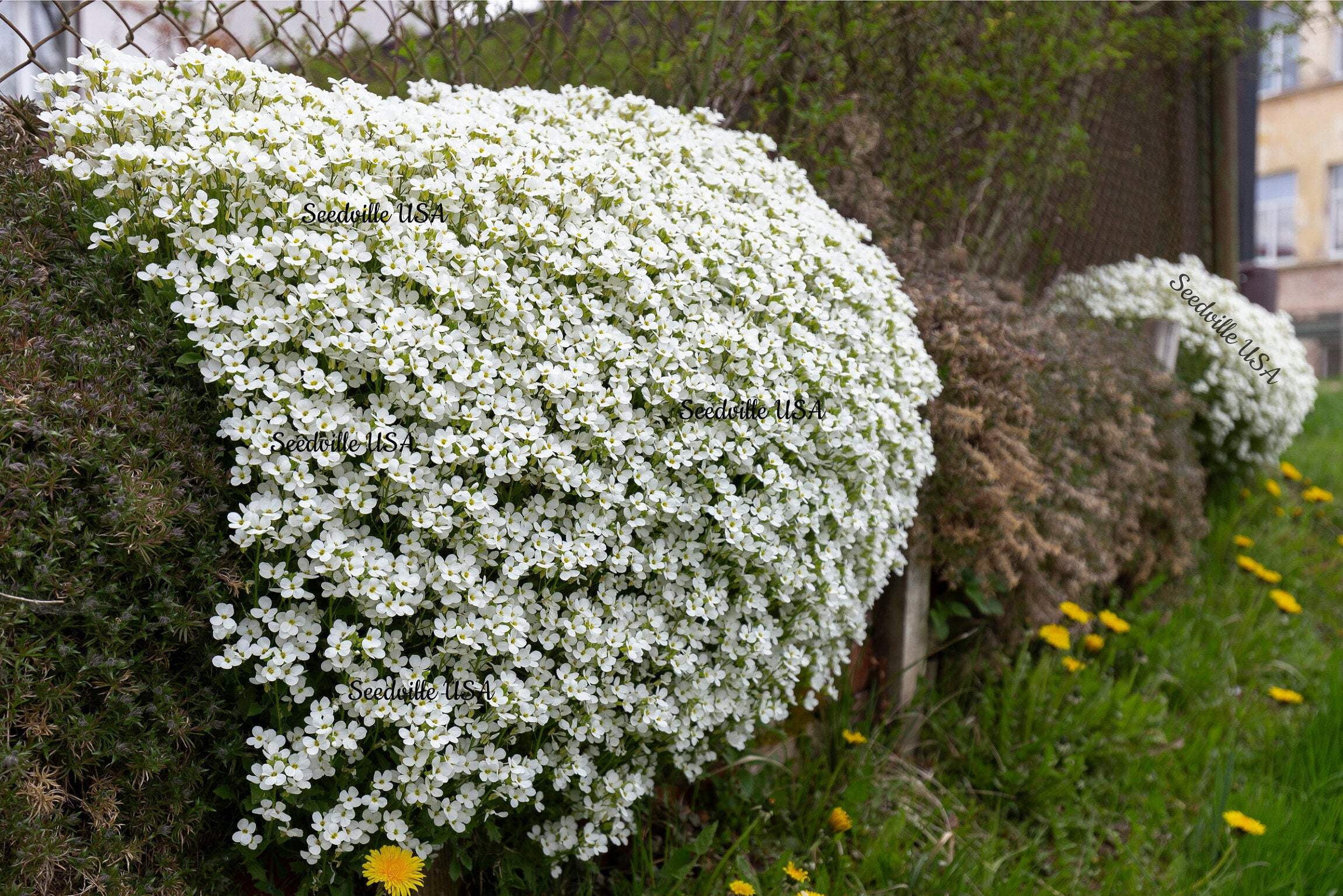 800 WHITE ALPINE ROCKCRESS Aubrieta Rock Cress Arabis Alpina Flower ...