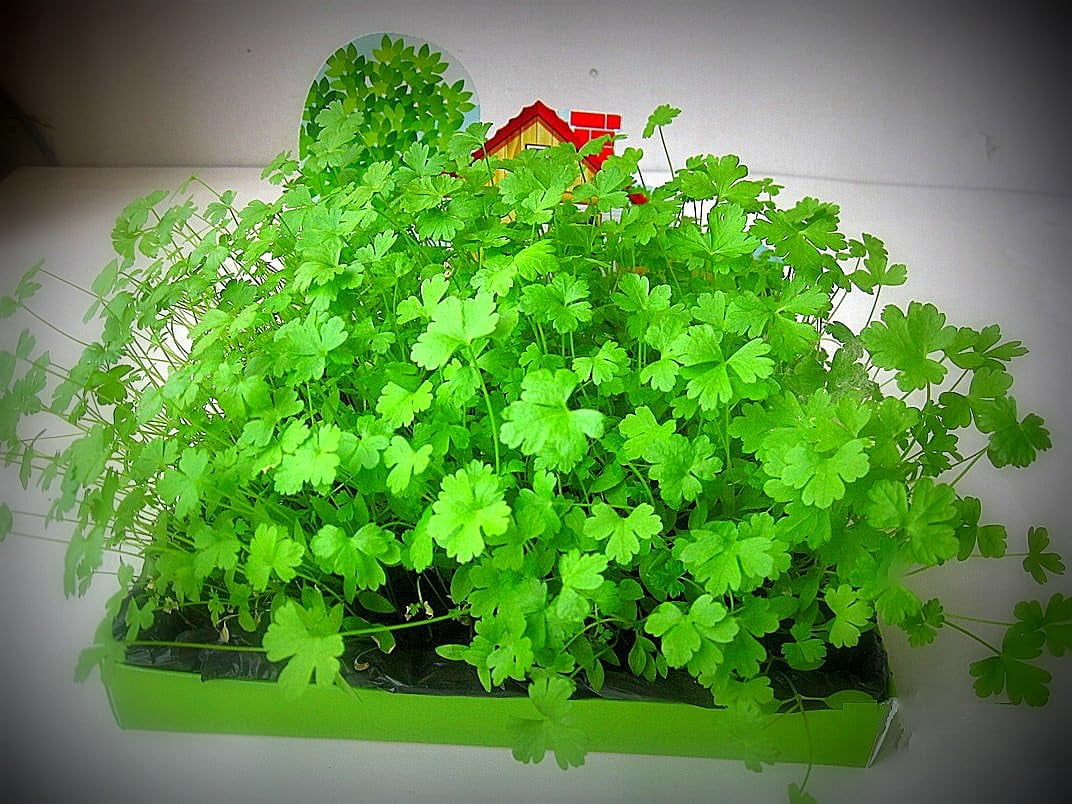 KIRA SEEDS - FEV6 Seeds Leaf Itatian Parsley - Indoor - 2000 Seeds ...