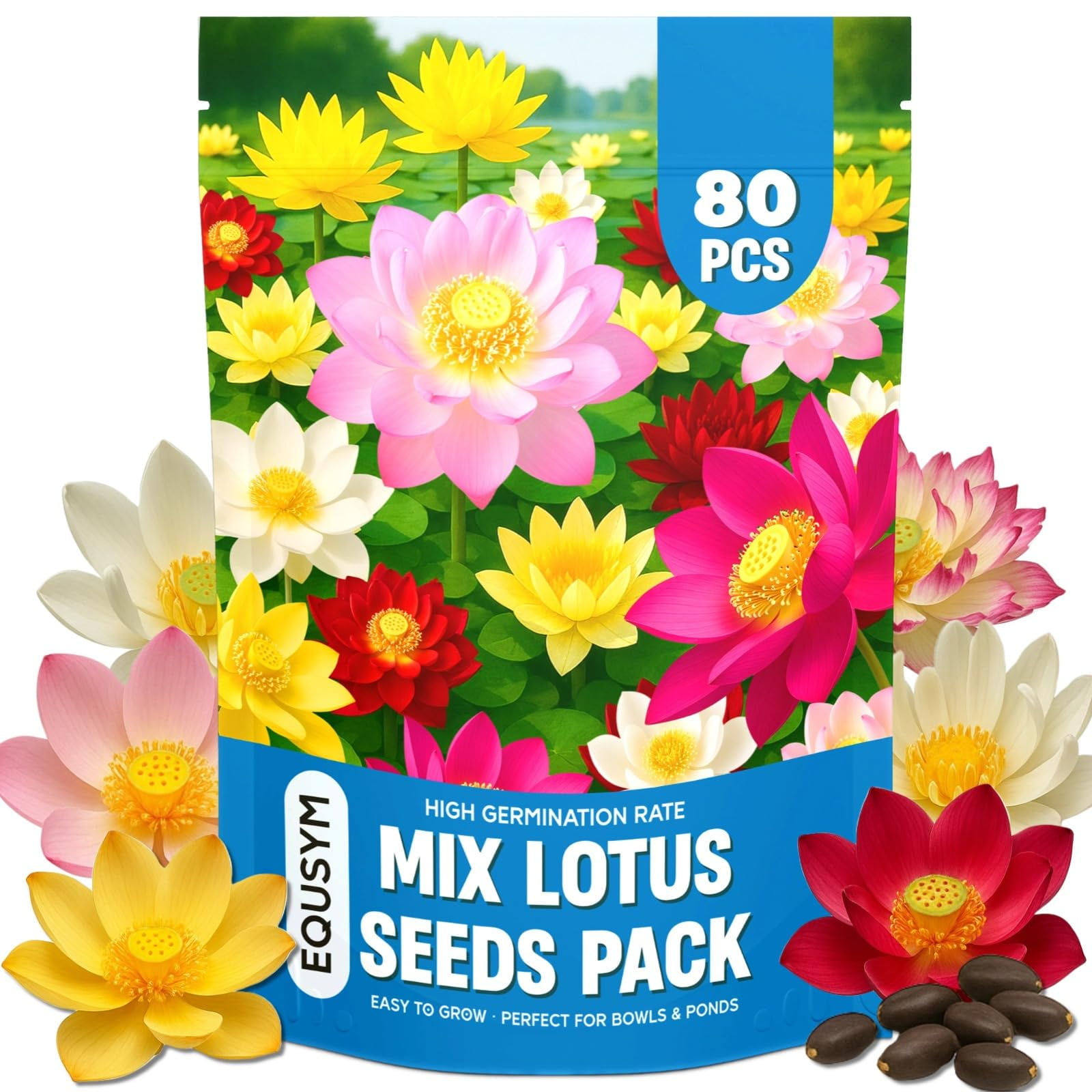 80Pcs Lotus SeedsEGSC for Planting - Bonsai Bowl Lotus Flower Seeds ...
