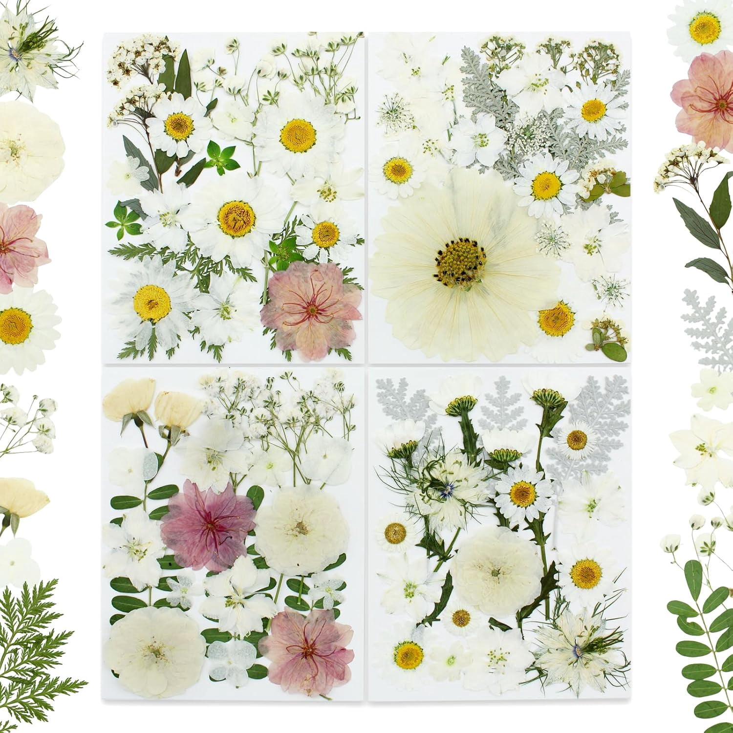 80Pcs Pressed Flowers, White Dried Flowers Natural Pressed Flowers Bulk ...
