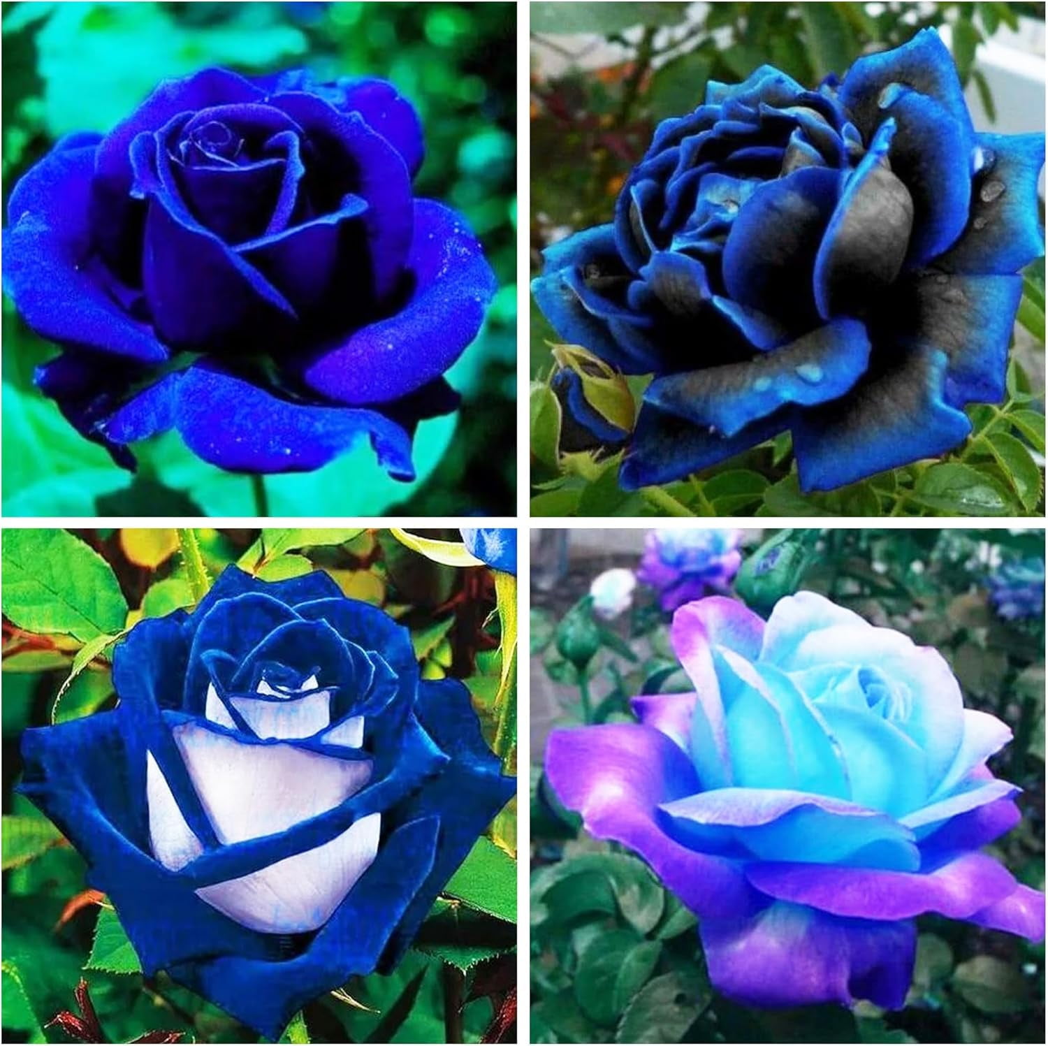 85+ Seed RareITSC Rose for Planting Outdoor-Perennial Create Colorful ...