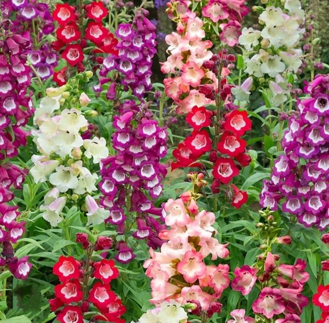 850 Penstemon Native Seeds, Digitalis Husker Red - Hartwegii Sensation ...