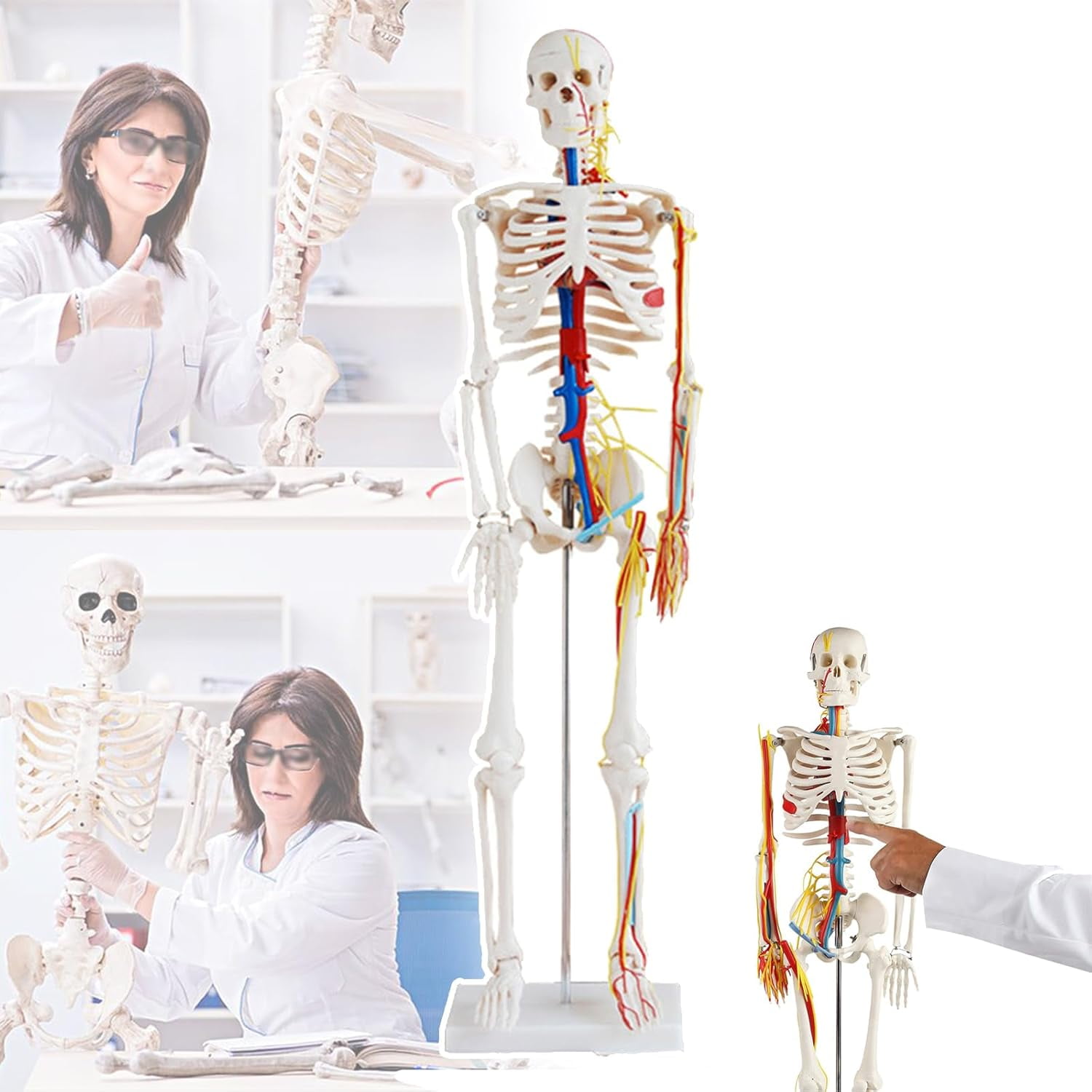 85Cm Anatomy Human Skeleton Model- Vertical, Removable, Natural ...