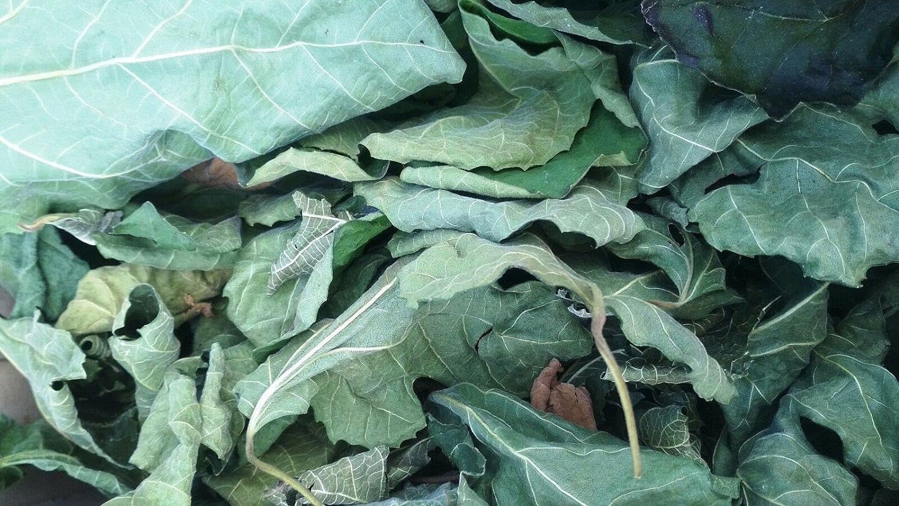 85g /3 0z FIG Leaf Cut Leaves Detox FICUS CARICA Dried HERB Organic Tea ...