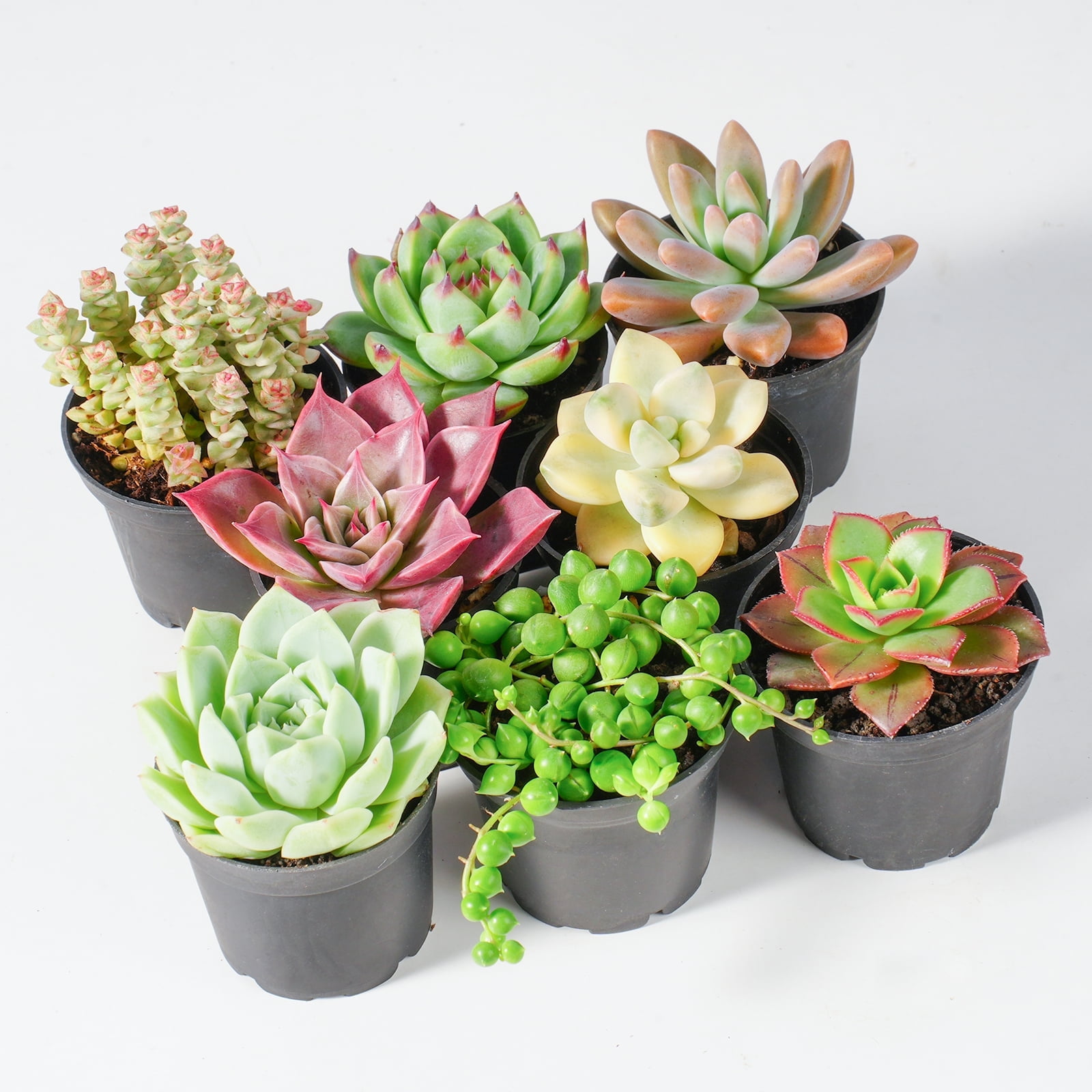 8PCS Assorted Live Succulents Plants with Planters, Starters, Garden ...