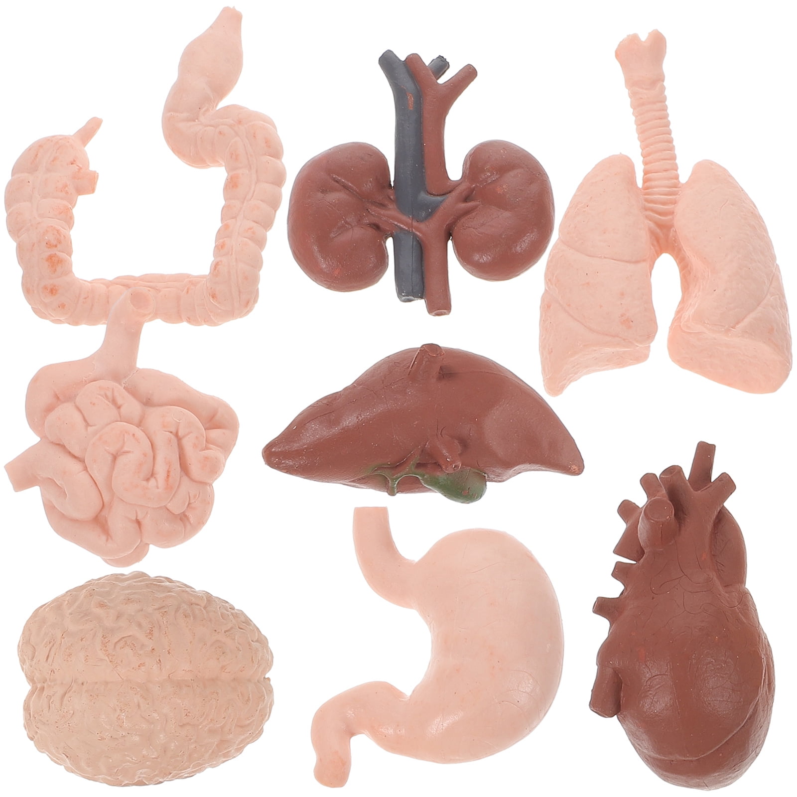 8Pcs Human Organ Model Anatomy Study Tools 3D Anatomy Model Prop ...