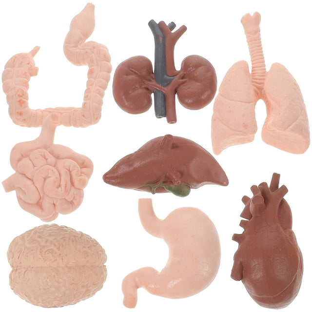 8Pcs Human Organ Model Anatomy Study Tools 3D Anatomy Model Prop ...