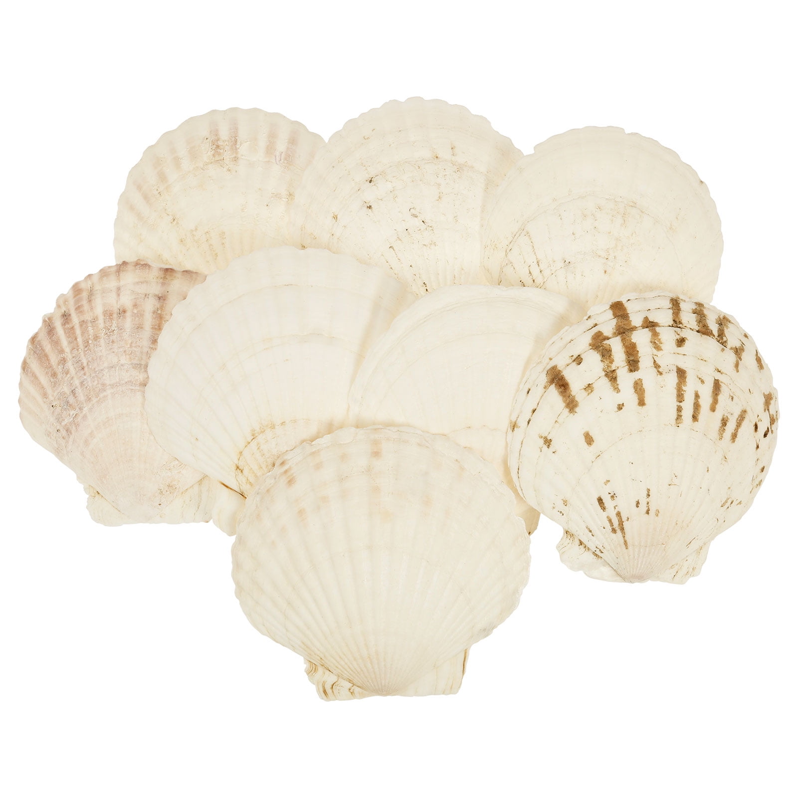 8Pcs Sea Shells White Scallop Shells Natural Sea Shells Yellow & Pink ...