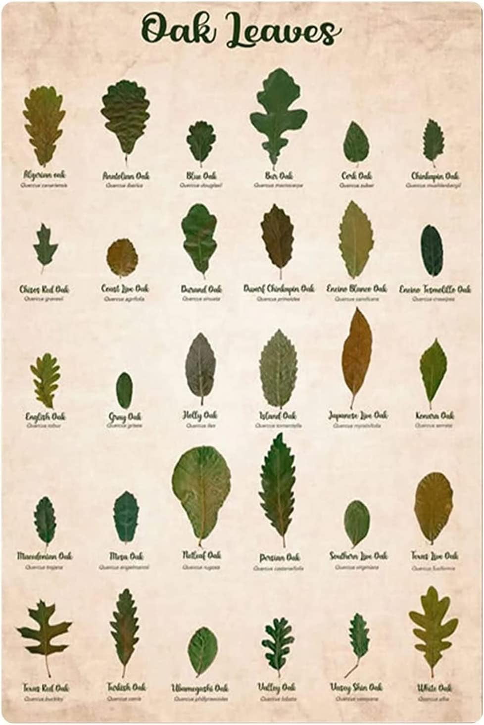 8x12 Inch Types Of Oak Leaves Metal Tin Signs Wall Decor Arborist ...