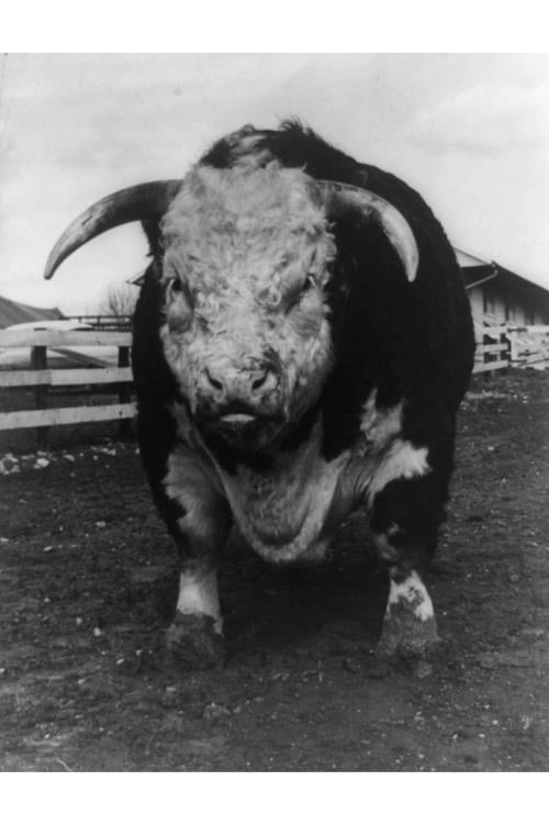 8x12 Photo-Edg-Clif Resolute Heir,Hereford bull,1954 Grand Champion ...