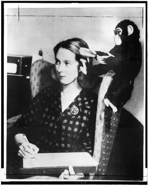 8x12 Photo: Jane Goodall,with stuffed monkey 1962 - Walmart.com