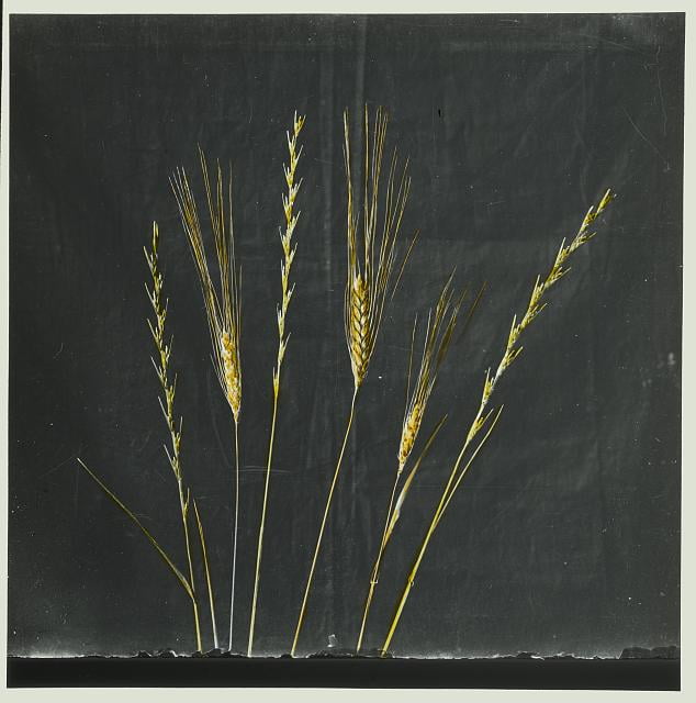 8x12 Photo: Wild flowers of Palestine,Tares,wheat,Lol. tem. L ...