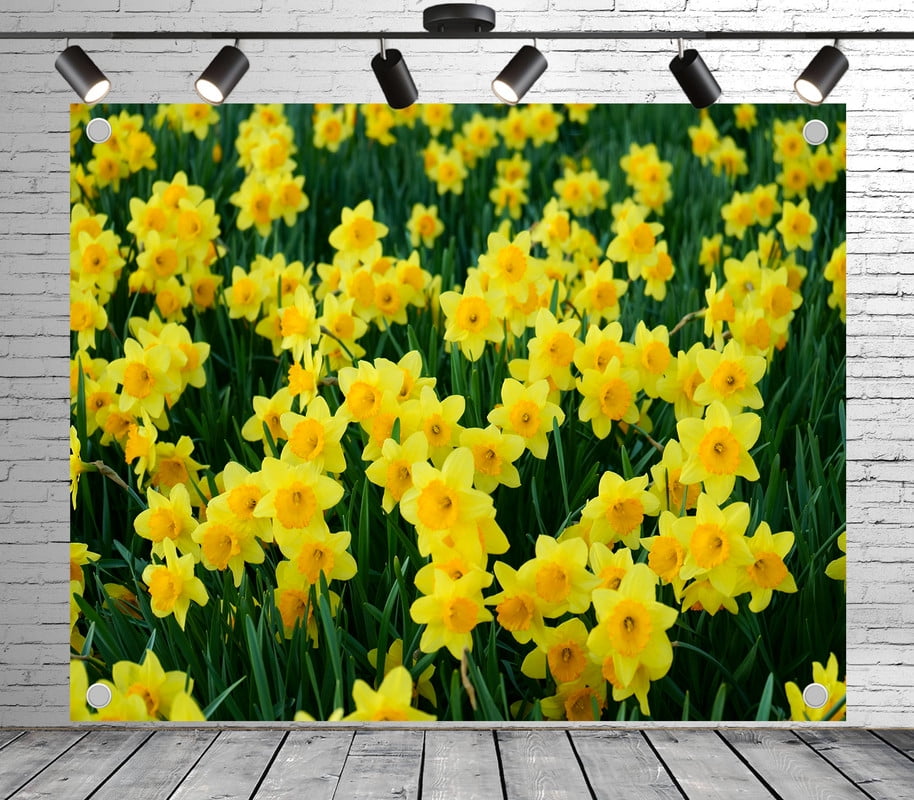 8x6ft Floral Backdrop Yellow Daffodil Field Photo Backdrop Garden ...
