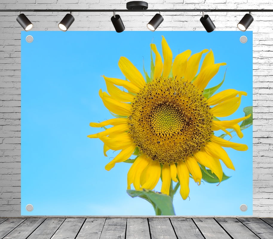 8x6ft Vibrant Sunflower Blue Sky Backdrop Photoshoot Photo Backdrop ...
