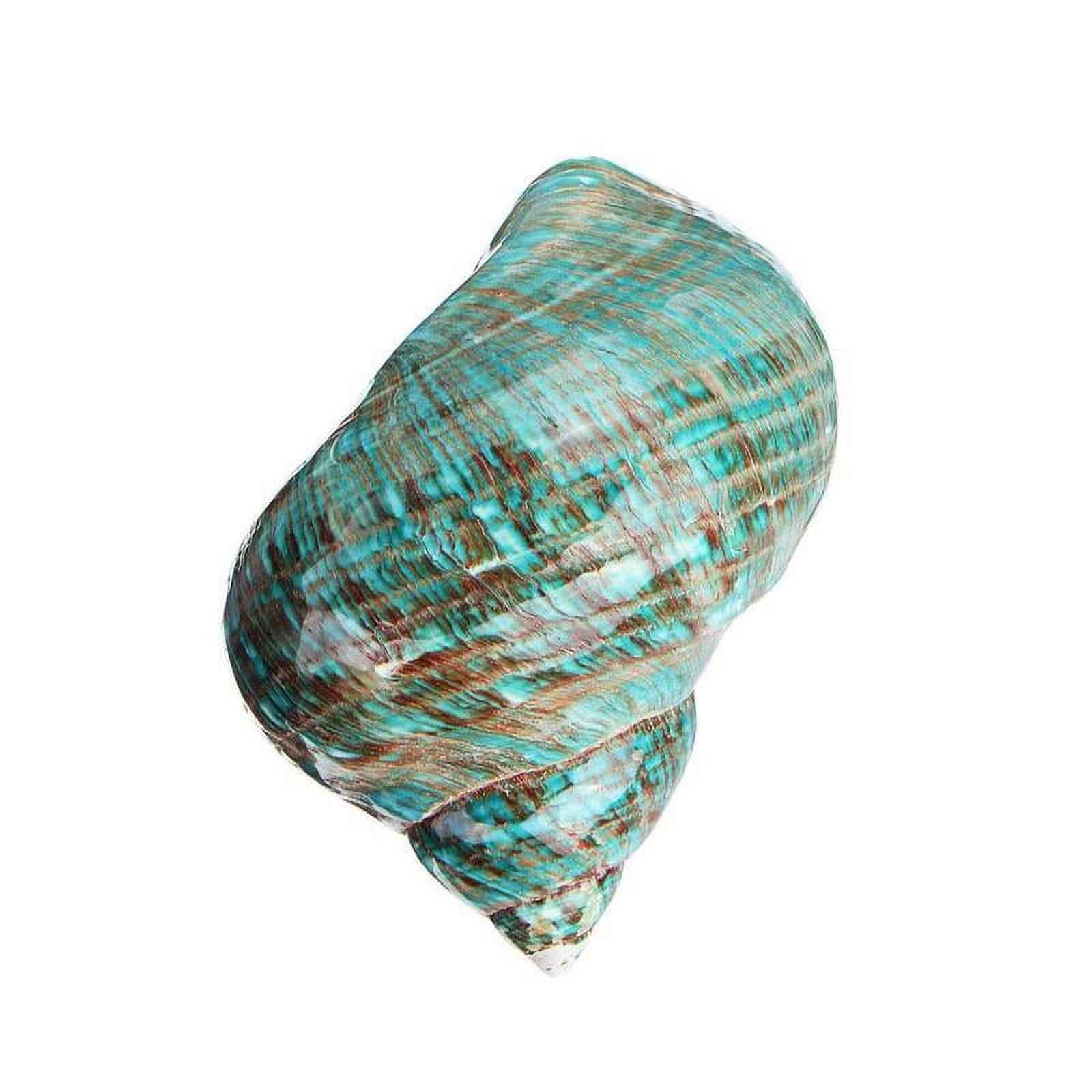 9~12cm Blue Natural Conch Shell Polishing Furnishing Marine Sea Decor ...