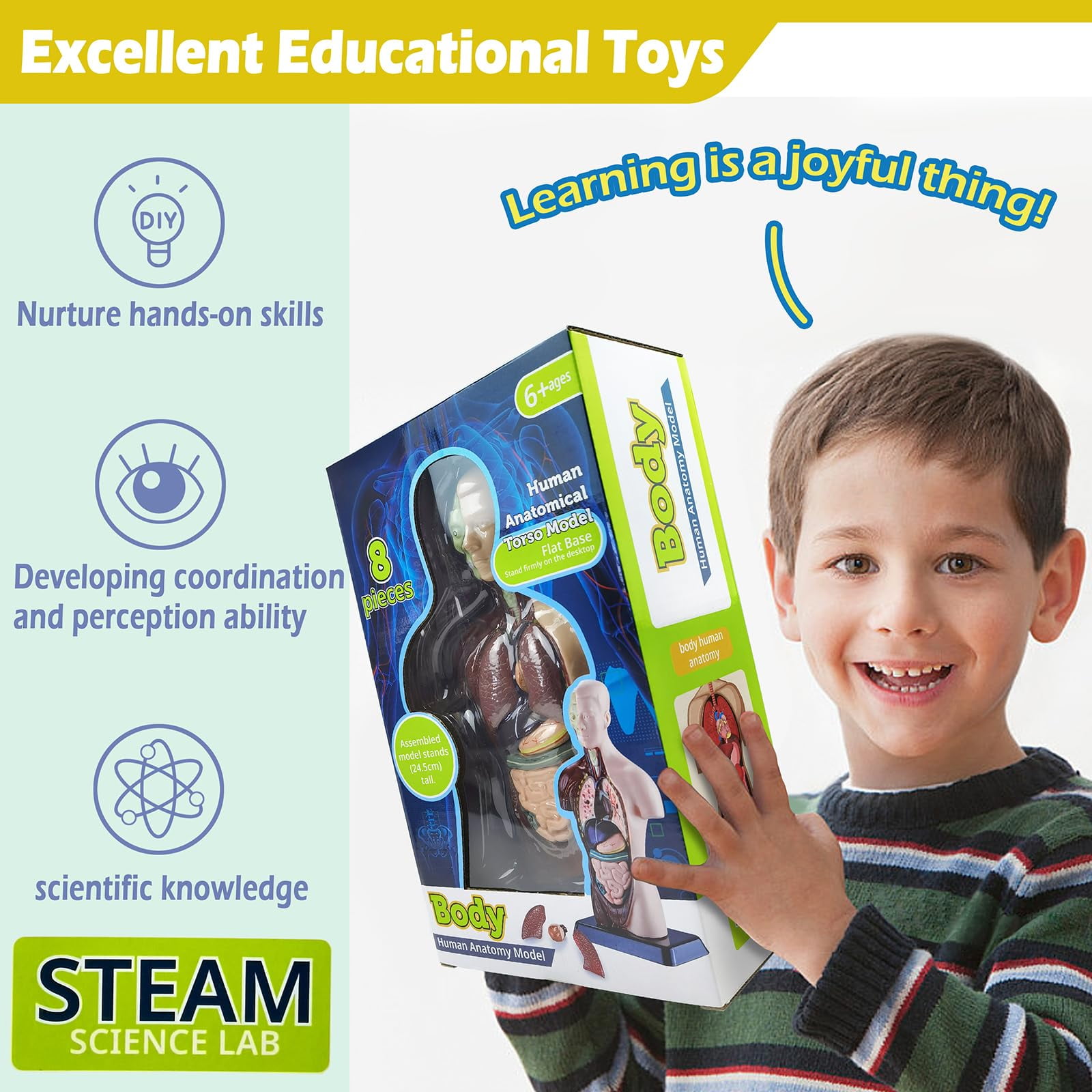 9.6inch Human Body Model for Kids, 8 Pcs Removable Parts Human ...