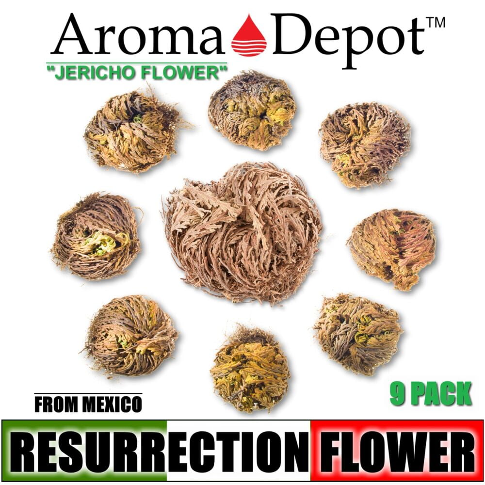 9 PACK Rose of Jericho Flower Resurrection Rose Flor d Peña Selaginella ...