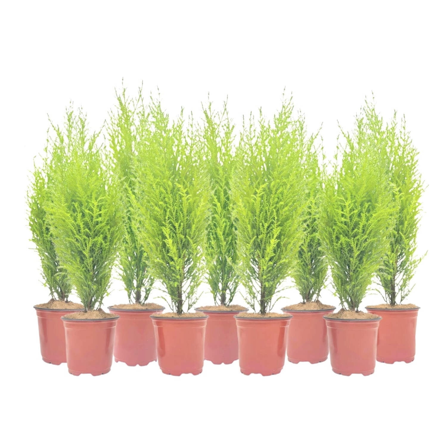 9-PK Live Dwarf Lemon Cypress, Cupressus macrocarpa ‘Goldcrest Wilma ...
