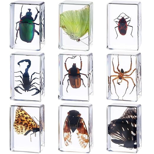 9 Pcs Insect in Resin Specimen Bugs Collection Paperweights Arachnid Butterfly Bug Toys ...