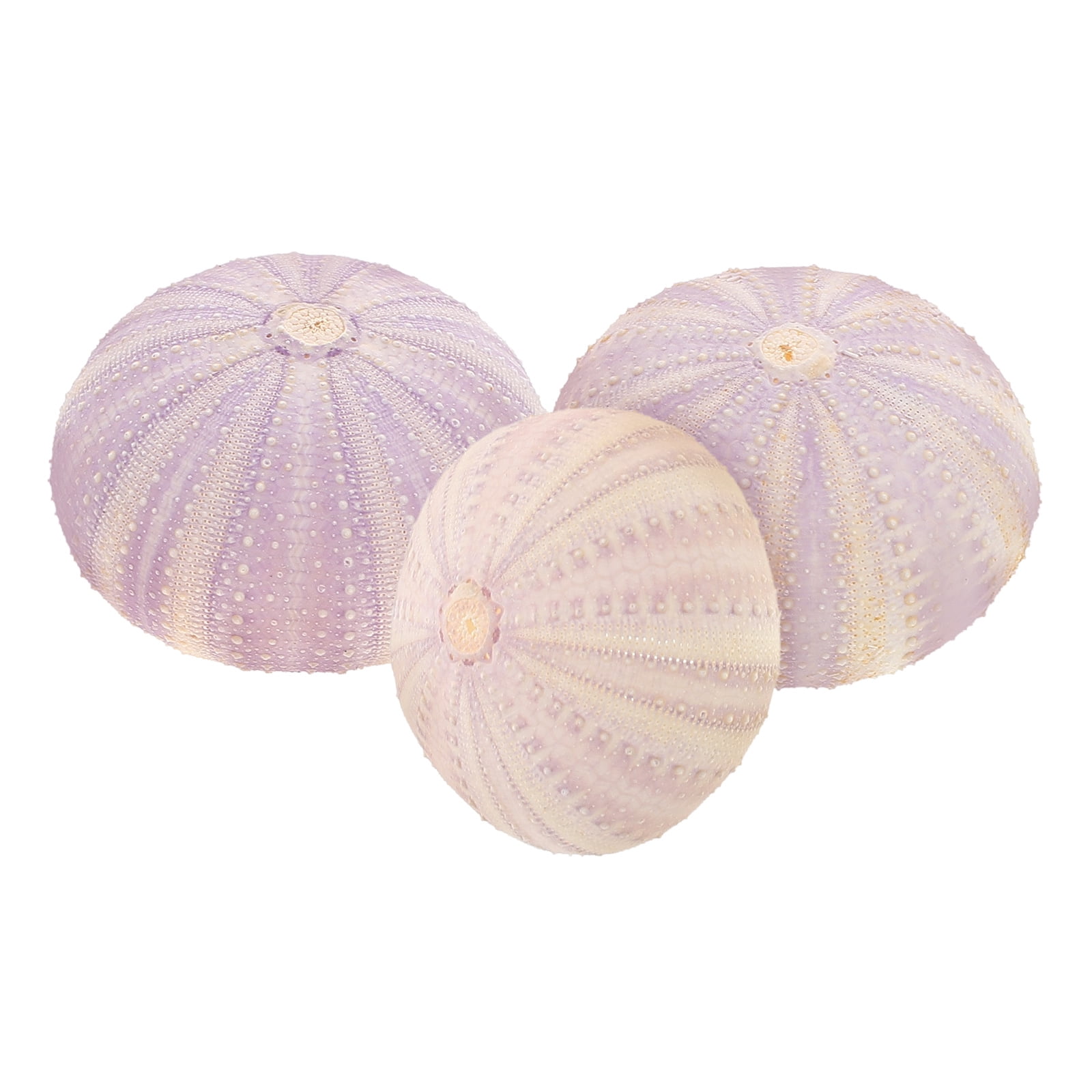 9 Pcs Natural Dried Sea Urchin Shells Conch Shells Creative Air Plant ...