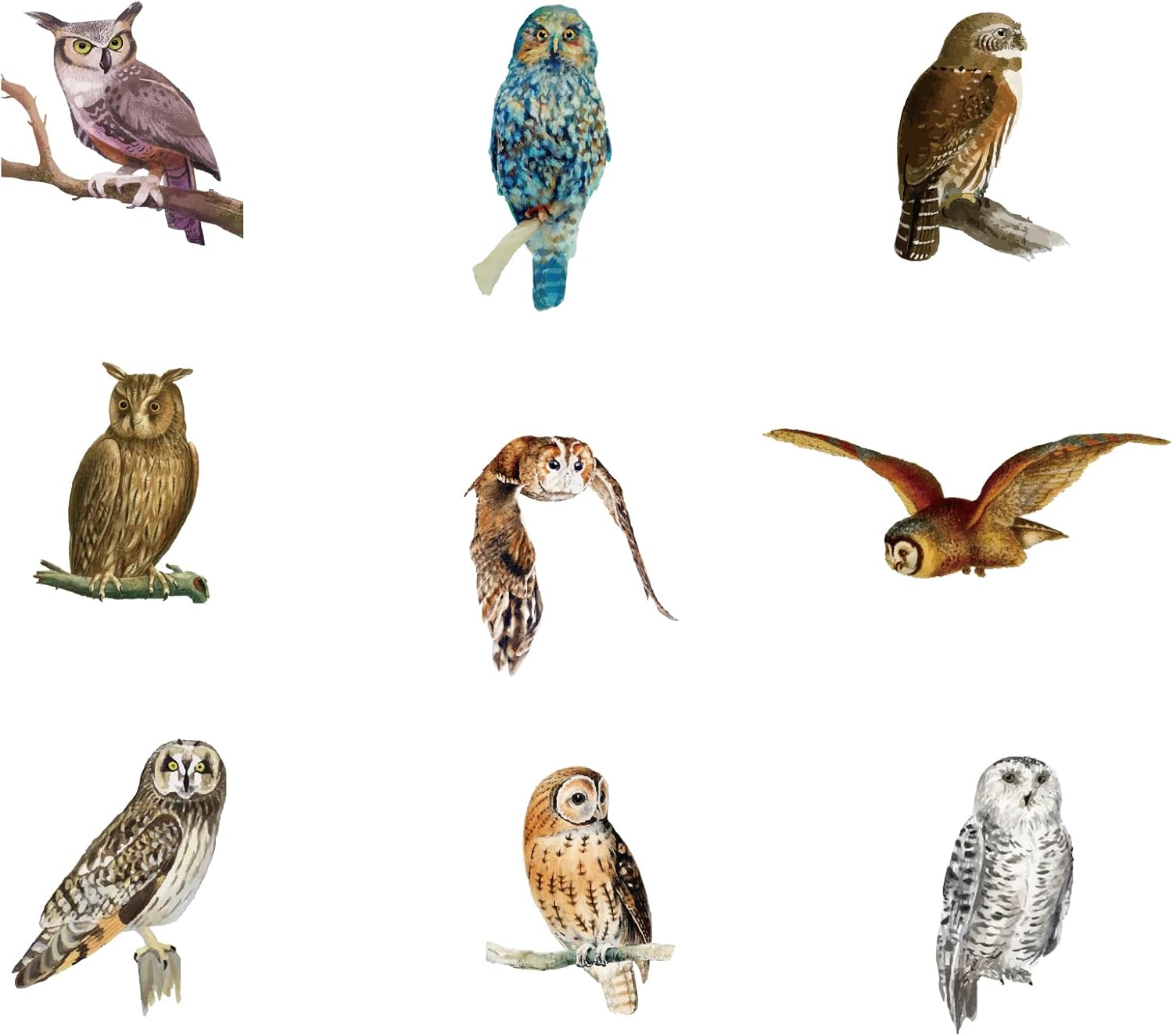 9 Styles Owl Wall Decals - Short Eared Northern Pygmy Snowy Long Eared ...