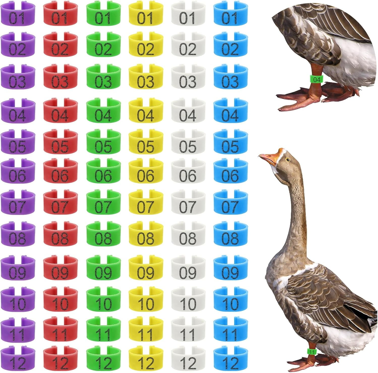 96 8-color Chicken Leg Rings, 16mm Color Coded Chicken Identification ...