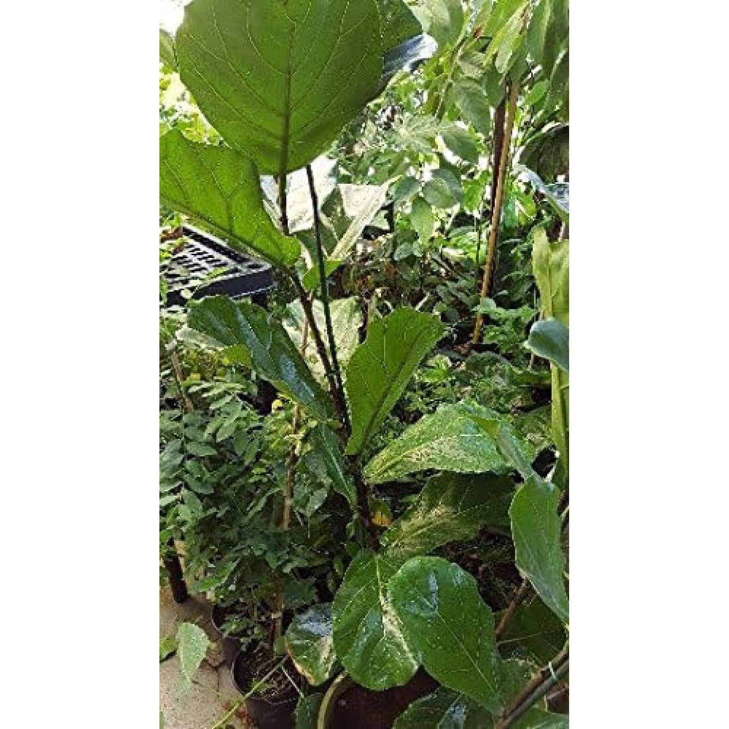 9EzTropical - Fiddle Leaf Fig Tree House Plant - 4 Feet Tall - Grow in ...