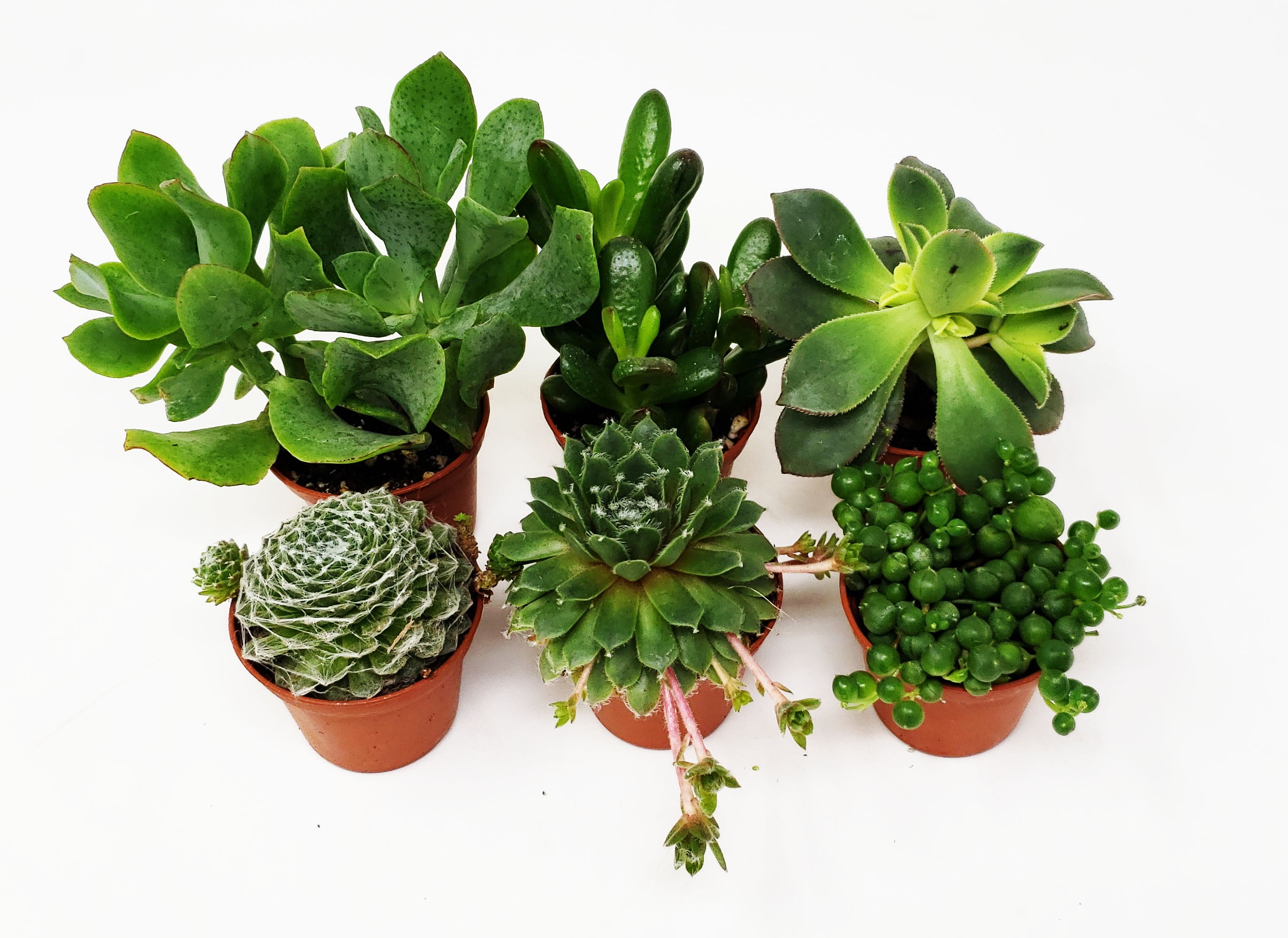 Window Sill Succulents