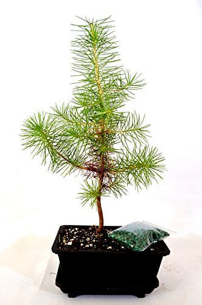 Bonsai Tree Japanese Black Pine Seeds - 20+ Seeds to Grow - Must Have ...