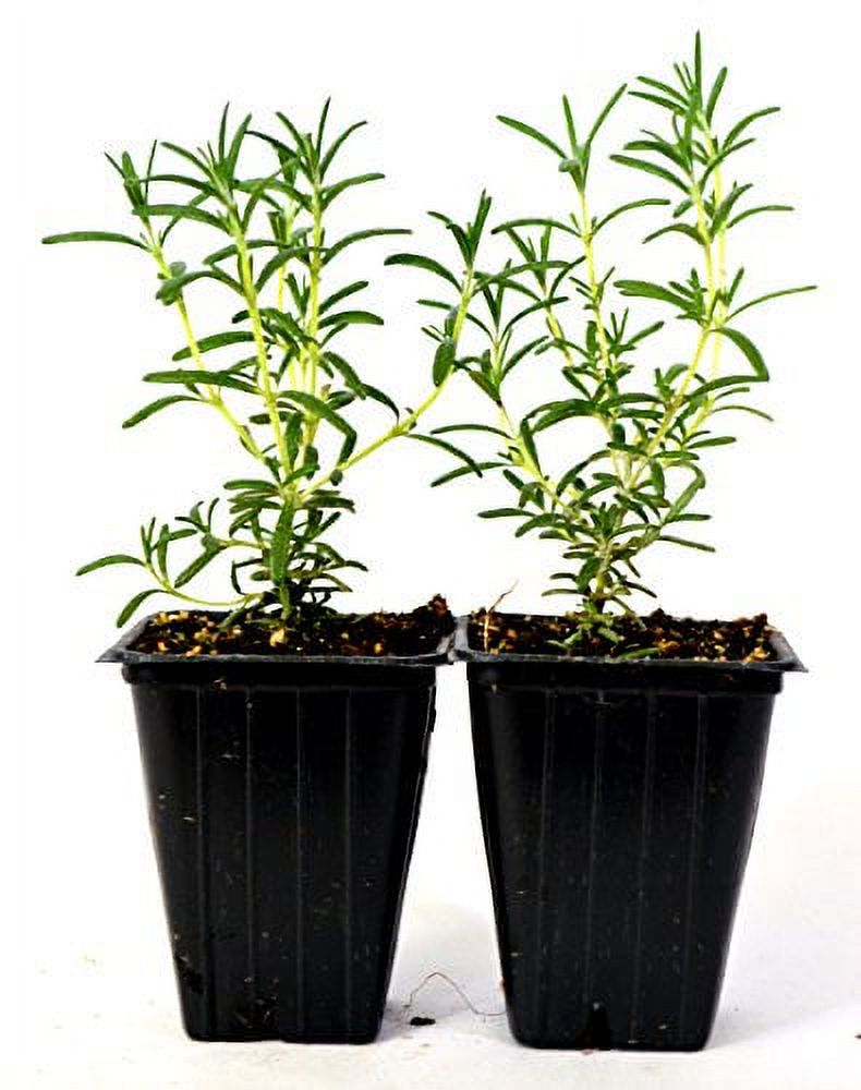 Bonnie Plants Sweet Basil 19.3 oz. 2-Pack - Walmart.com