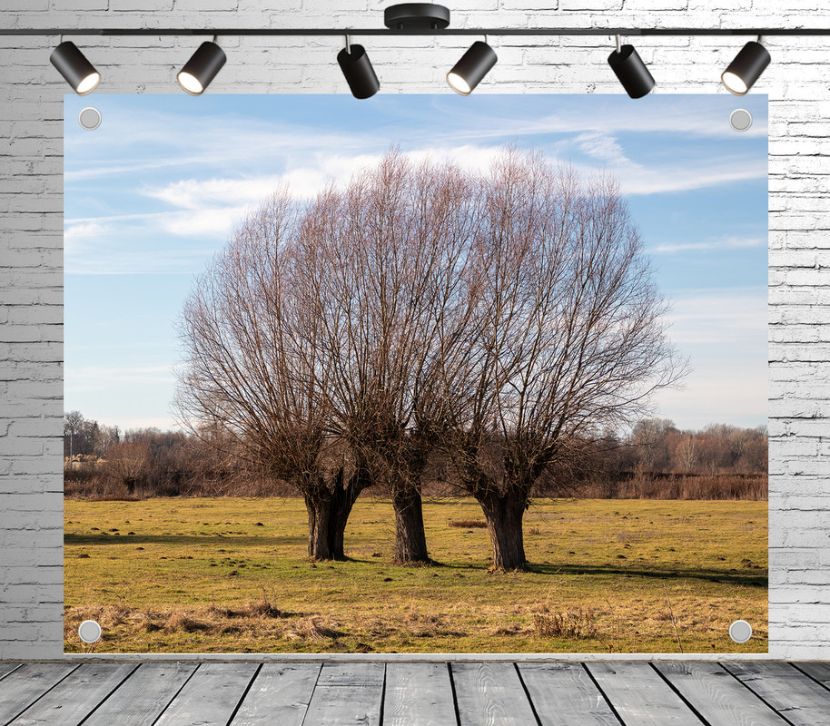 9x6ft Majestic Bare Trees in Field Backdrop Photoshoot Photo Backdrop ...