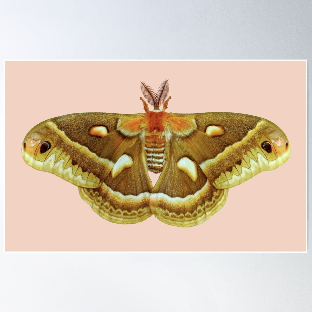 A Beautiful Cecropia Moth Poster Wall Art, Modern Wall Decor For Living ...