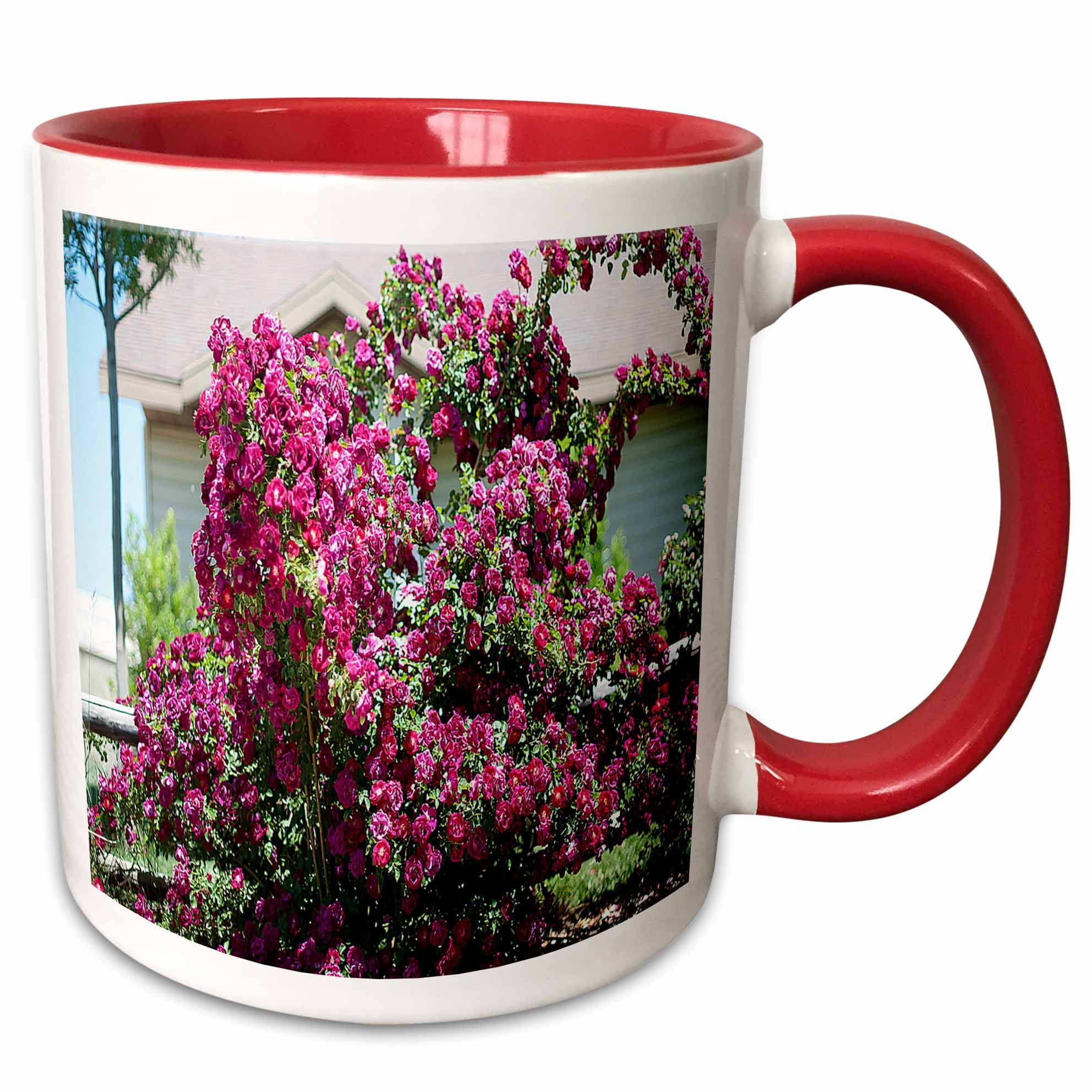 3drose, a Beautiful Pink Climbing Rose Bush in Someones Front Yard with ...