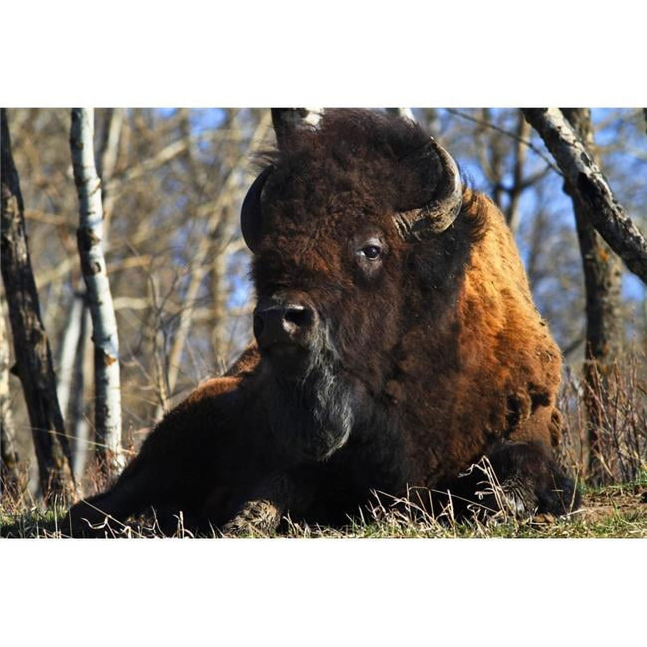A Buffalo Resting Poster Print by Richard Wear, 34 x 22 - Large ...