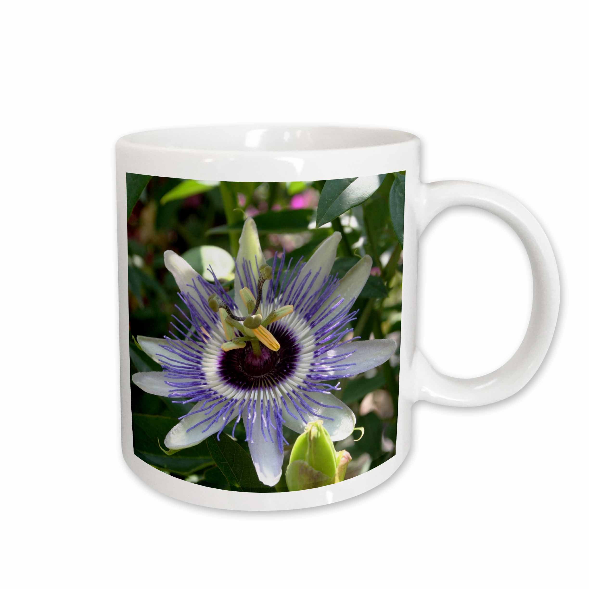 3drose, a Close Up Photograph of a Purple Passion Flower Passiflora ...