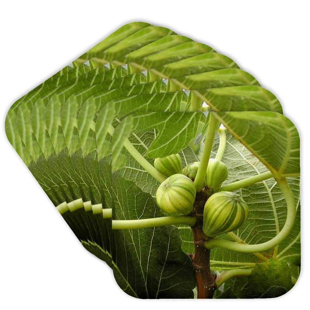 A Close Up Photograph Of Fig Fruit On A Common Fig Tree, set of 8 ...