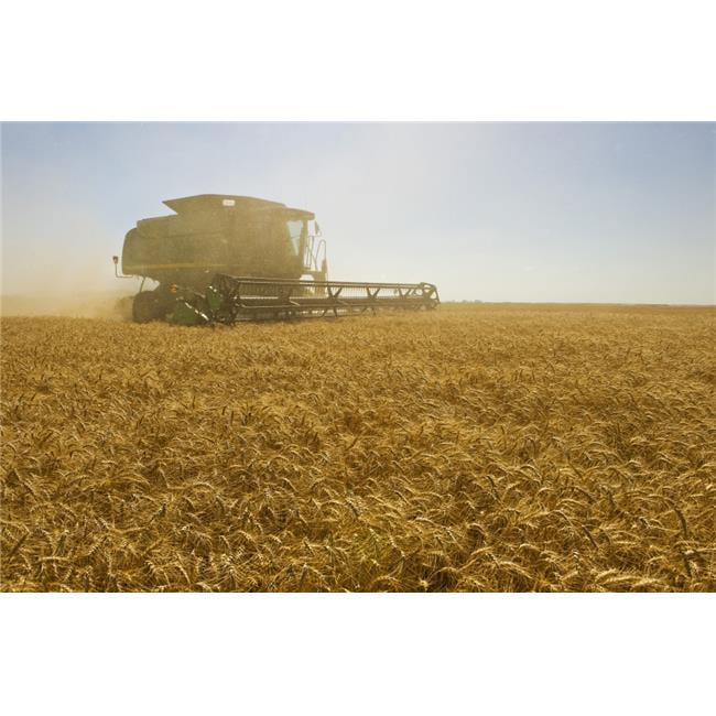 Wheat Posters