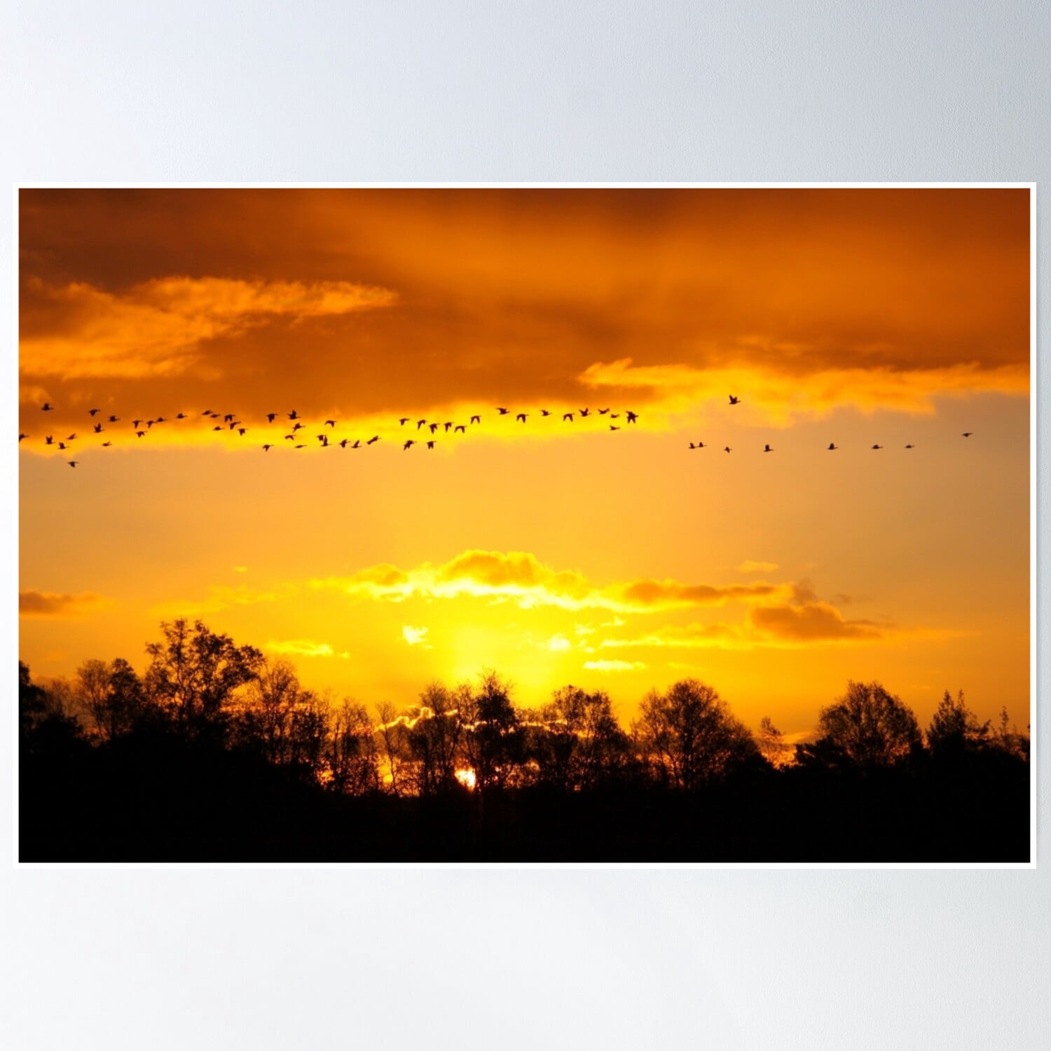 A Flock Of Geese In A Golden Sky Poster Wall Art Modern Wall Decor Art ...