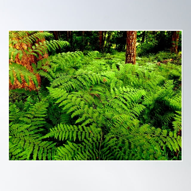 A Forest Of Ferns Poster Wall Art, Modern Wall Decor, 24x36 UNFRAMED ...
